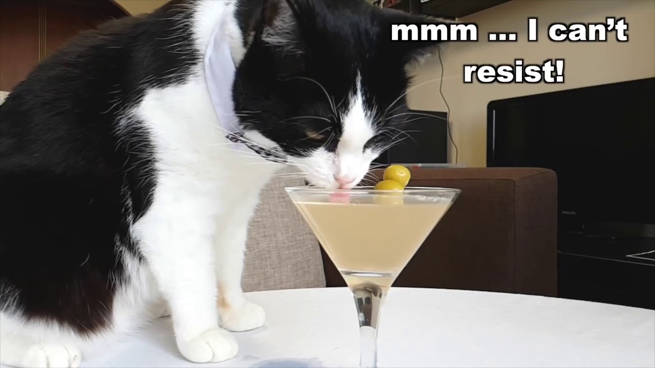 A Cat Orders and Drinks a Martini - YouTube