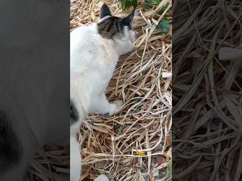 poshi 🥀🐈🌹🐈🤠Cat 😺 - YouTube