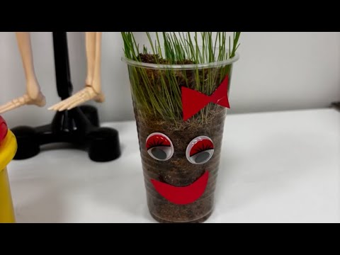 🌿Bardakta Çim Adam Yapımı 🌿