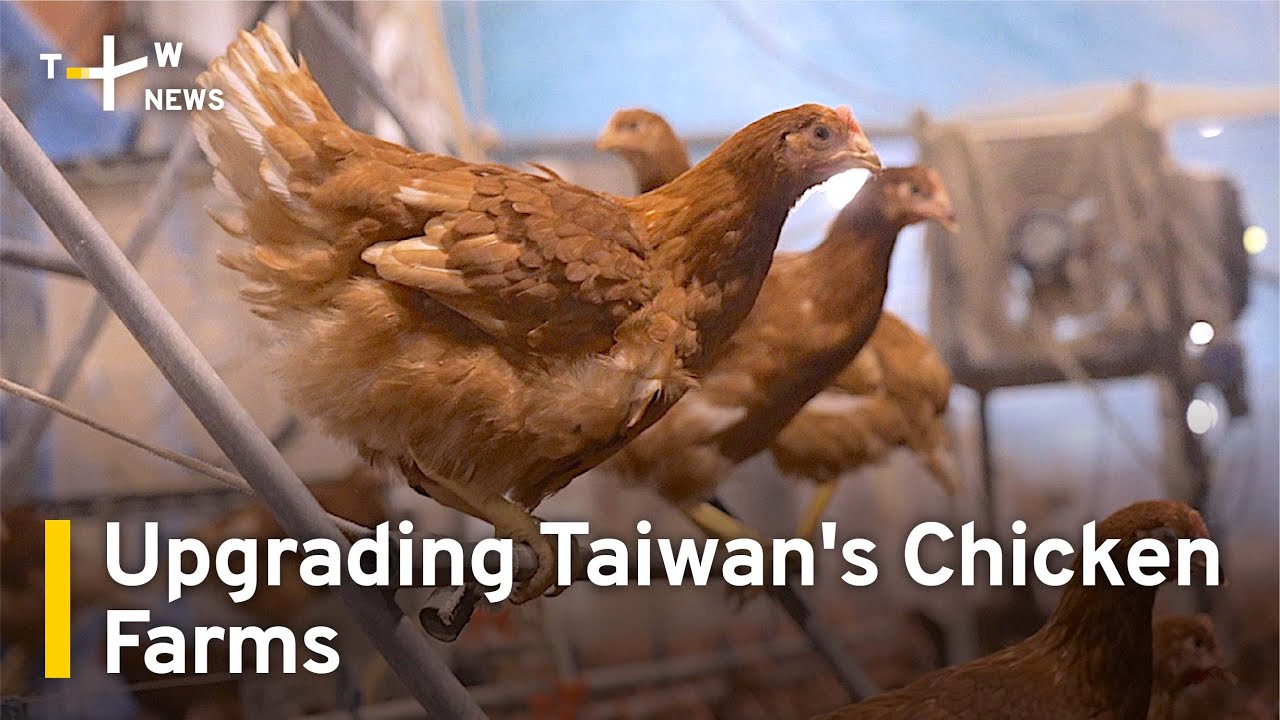 Upgrading Taiwan's Chicken Farms | TaiwanPlus News - YouTube