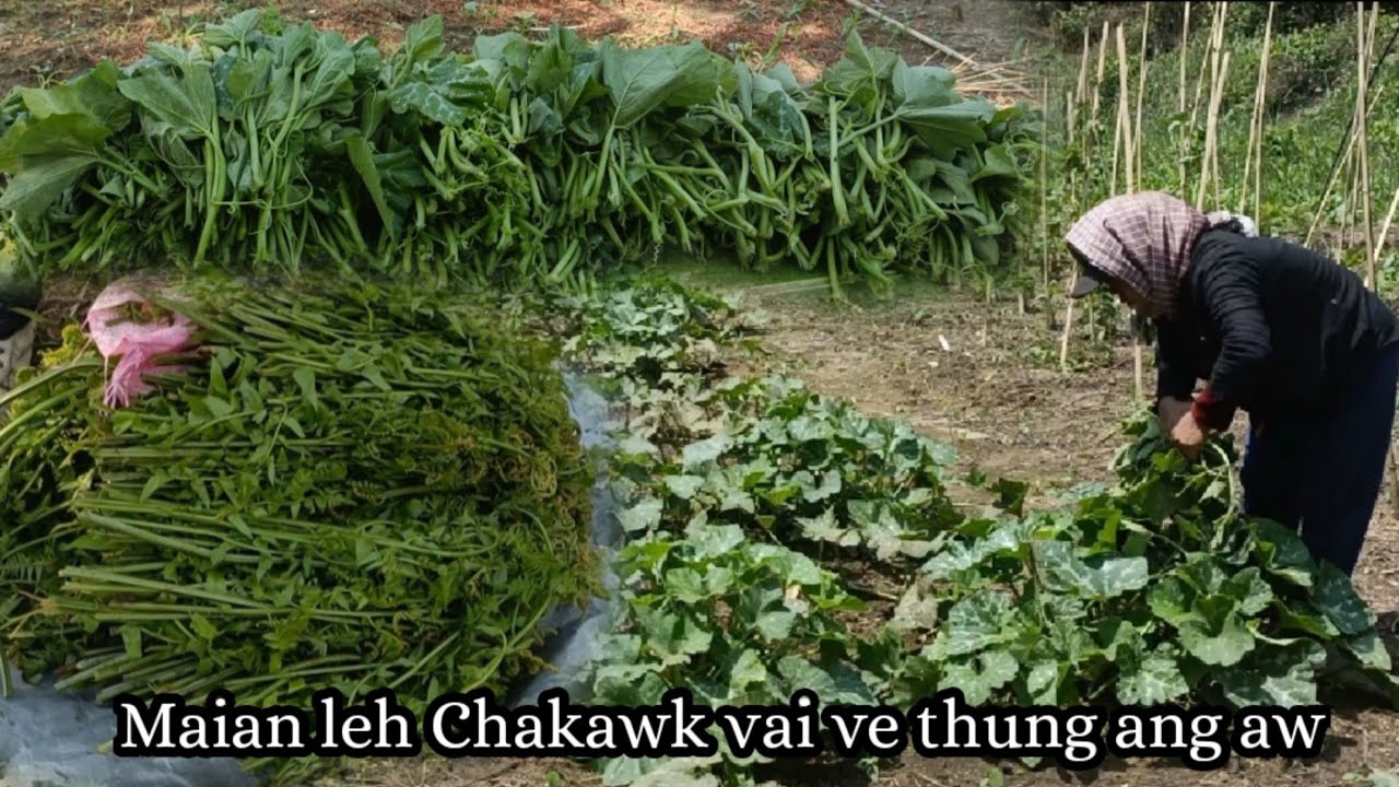 Maian leh Chakawk ṭhahnem tham tak kan la e| Thlai pawh seng an hun ...