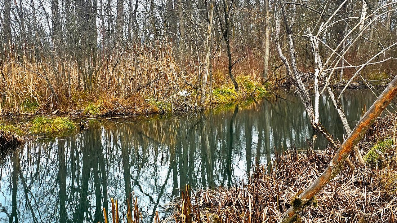 🎣 CUM ARATA o PARTIDA de PESCUIT in MLASTINA la sfarsit de TOAMNA - YouTube