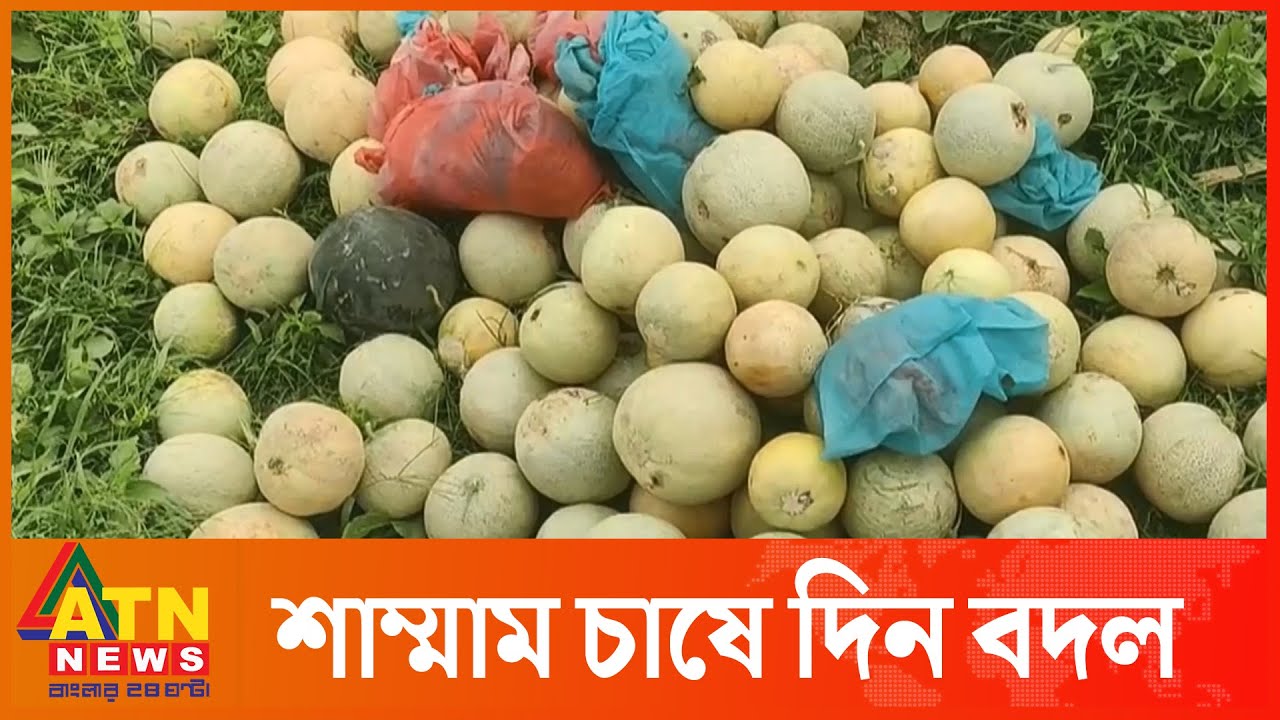 শাম্মাম চাষে দিন বদল | Thakurgaon Sammam Fruit | Argo Farmer | ATN News ...