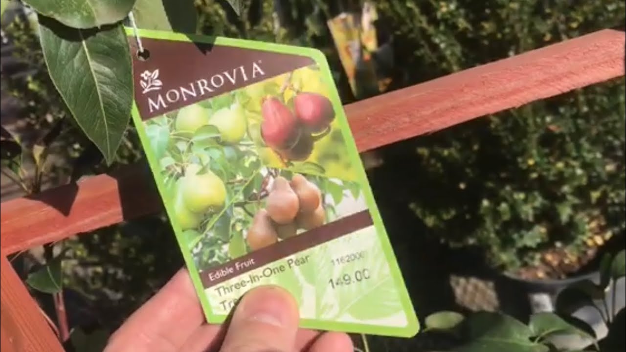 three-in-one combo pear tree pear 🍐 (pyrus communis bartlett bosc and ...