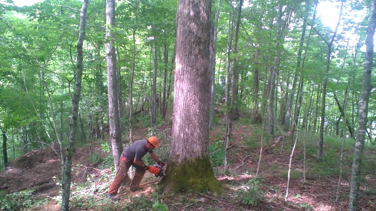 Logging Appalachia part 1 - YouTube