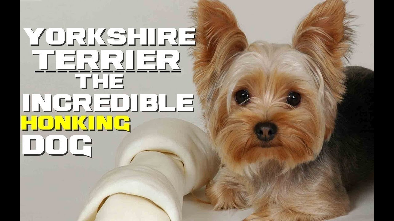 10 Yorkshire Terrier Facts - The Incredible Honking Dog - Animal a Day ...