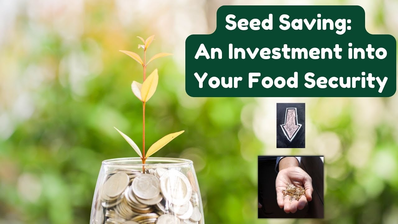Seed Saving: An Investment Into Your Food Security - YouTube