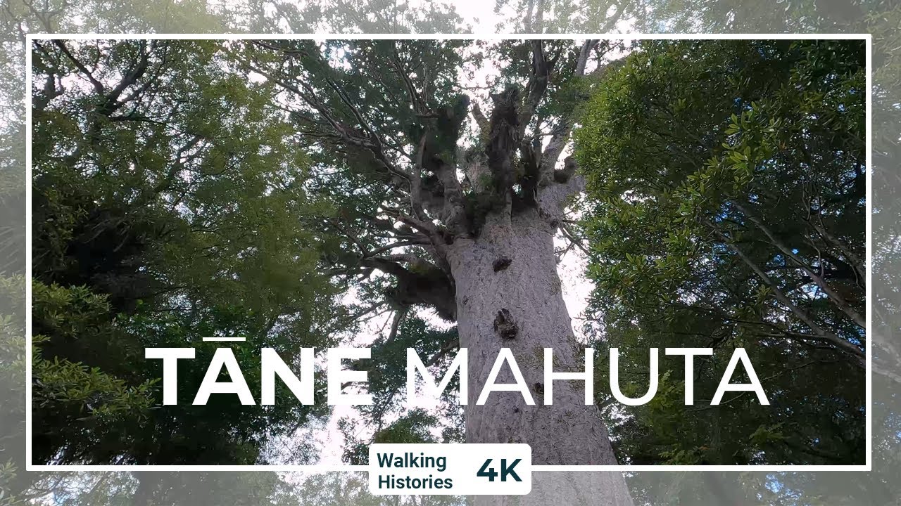 Tāne Mahuta | Aotearoa New Zealand History Walking Tour 4K - YouTube