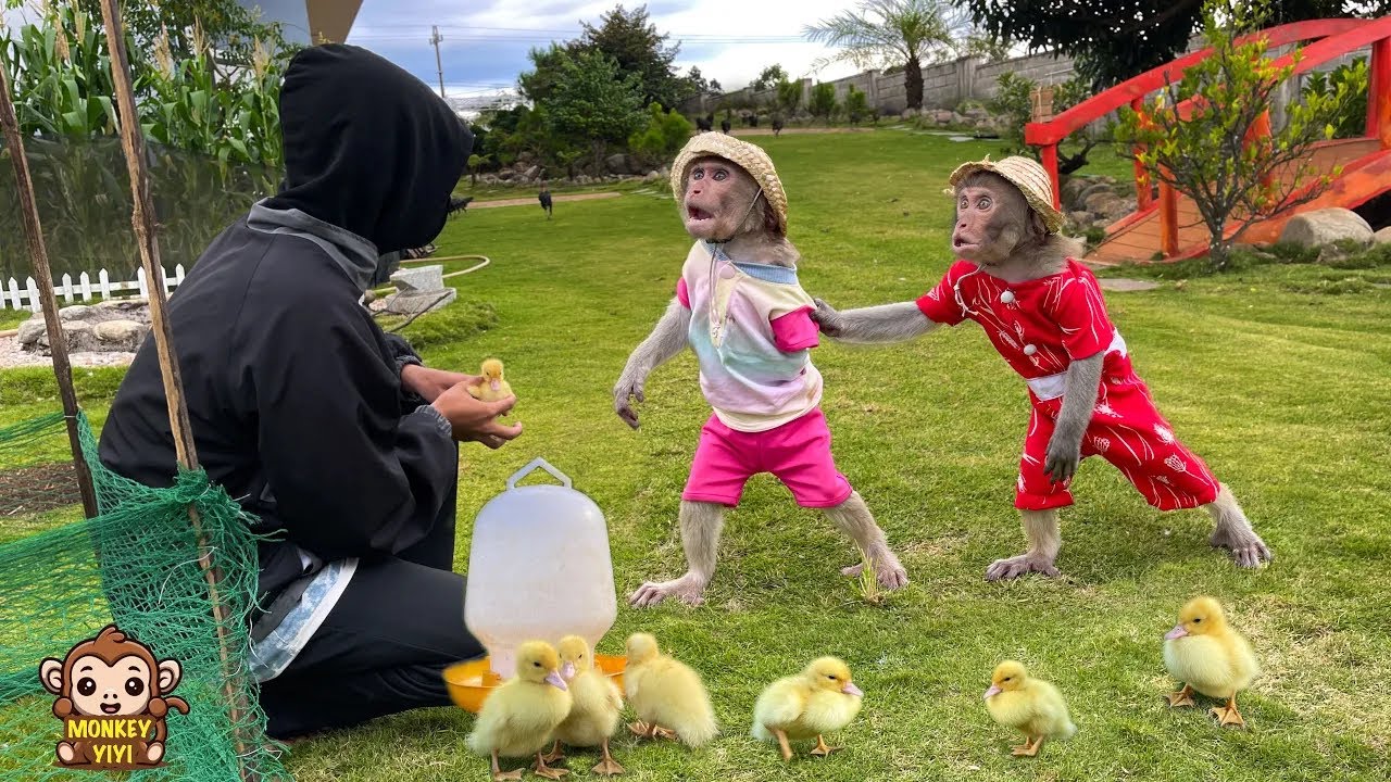 Touching moments of baby monkey YiYi bravely protecting friends - YouTube