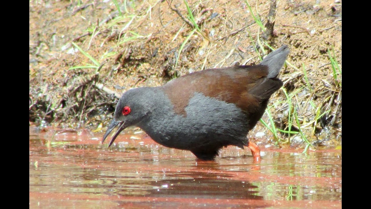 Spotless Crake (Puweto) calling - Shakespear Regional Park - YouTube