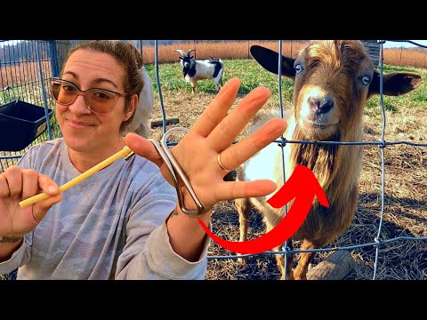 Castrating Adult Bucks Using The California Bander | Vlogmas Day 3