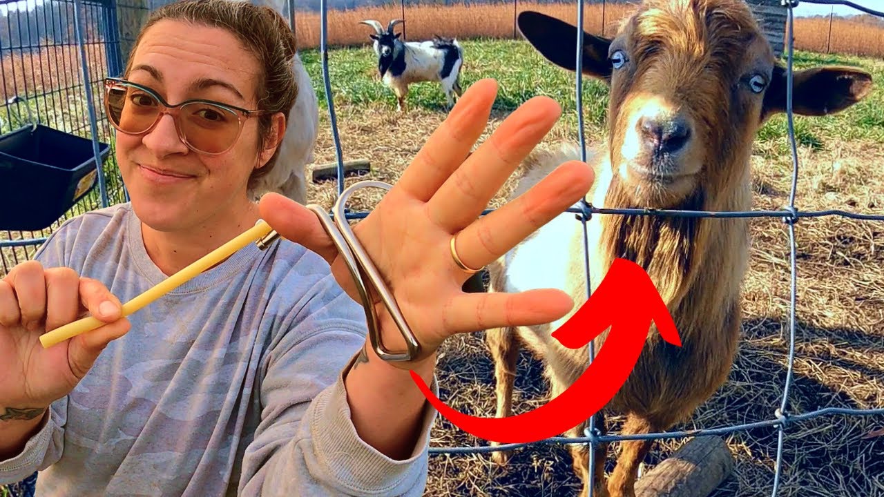 Castrating Adult Bucks Using The California Bander | Vlogmas Day 3 ...