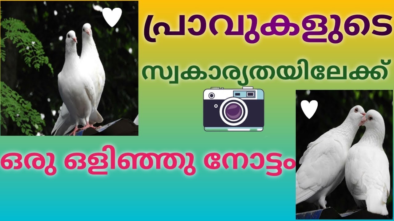 Romantic Moments Of Pigeons ️ ️ ️ - Best Pigeon Video | #Pigeon part-5 ...