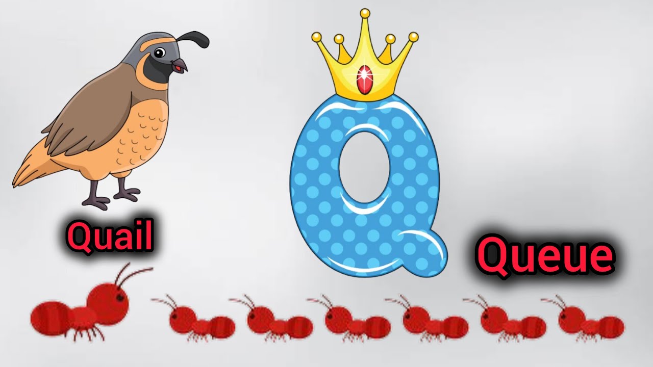 Q Is For Quail Q For Queen Learn Letter Q Alphabet Q Phonics q-is-for-quail-q-for-queen-learn-letter-q-alphabet-q-phonics