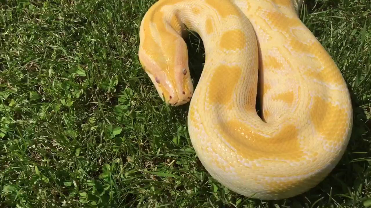Albino Burmese python soaking up the sun - YouTube