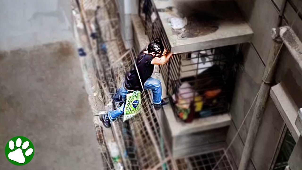 Hero climbs high rise building to save cat - YouTube