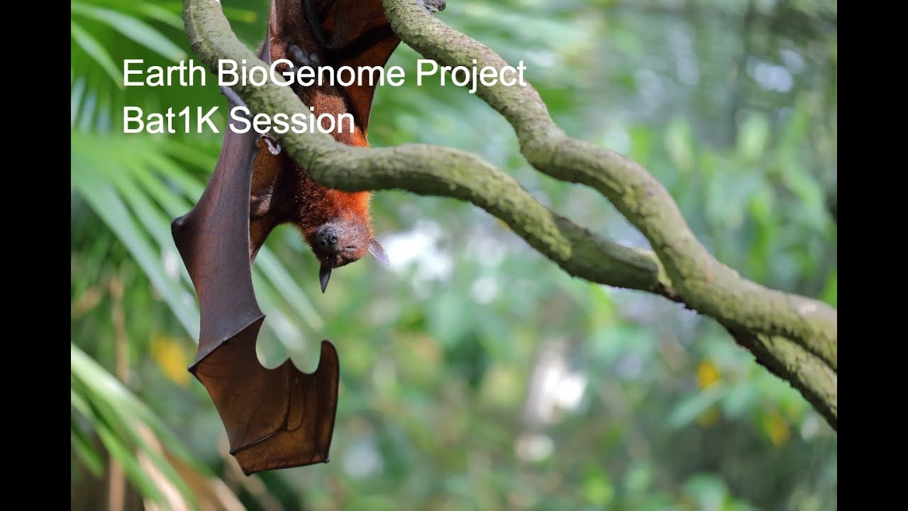 Earth BioGenome Project - Bat1K Session - YouTube