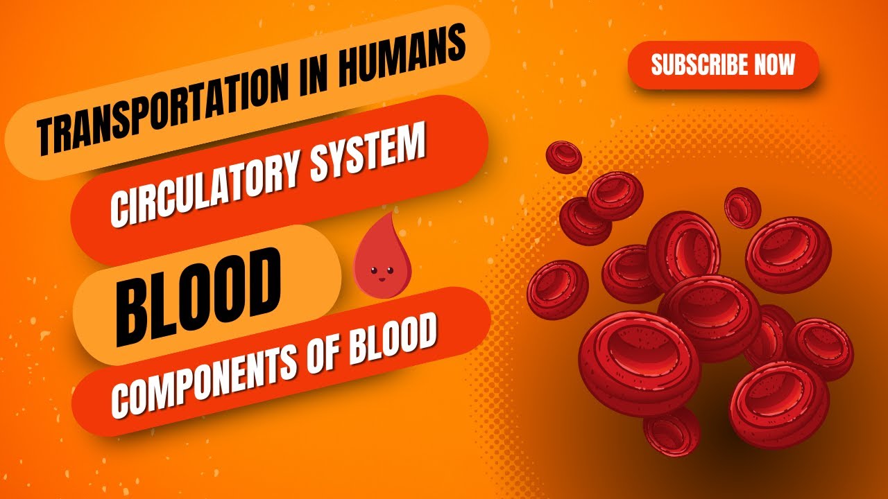 Transportation in Humans | Circulatory System | Blood | Components of ...