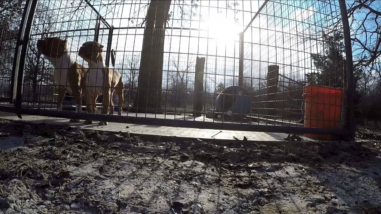 Gargoyle Pit's Dolce with HollyWood's Kween Bee - YouTube