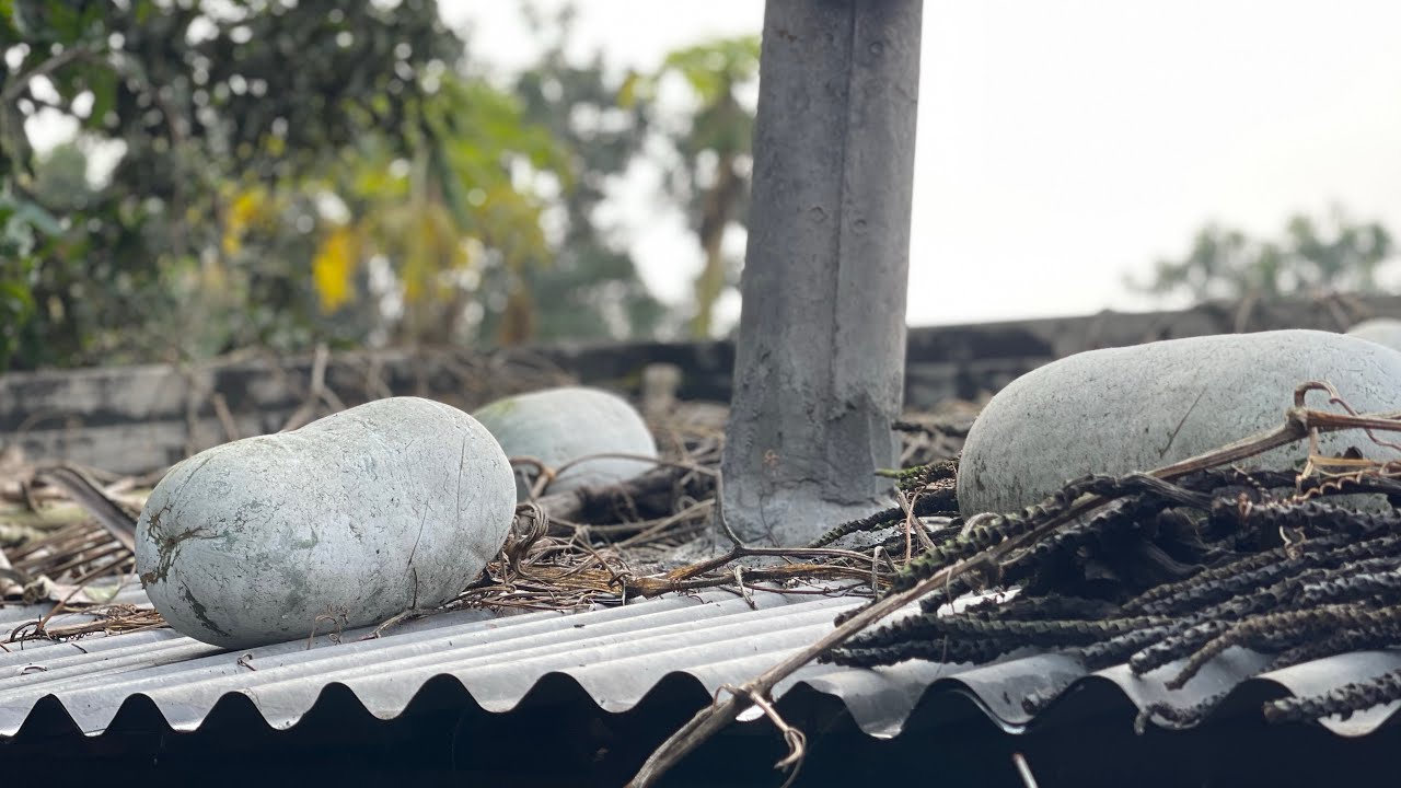 Kalai ruti making process with eggplant vorta, bata lobon🥰 traditional ...