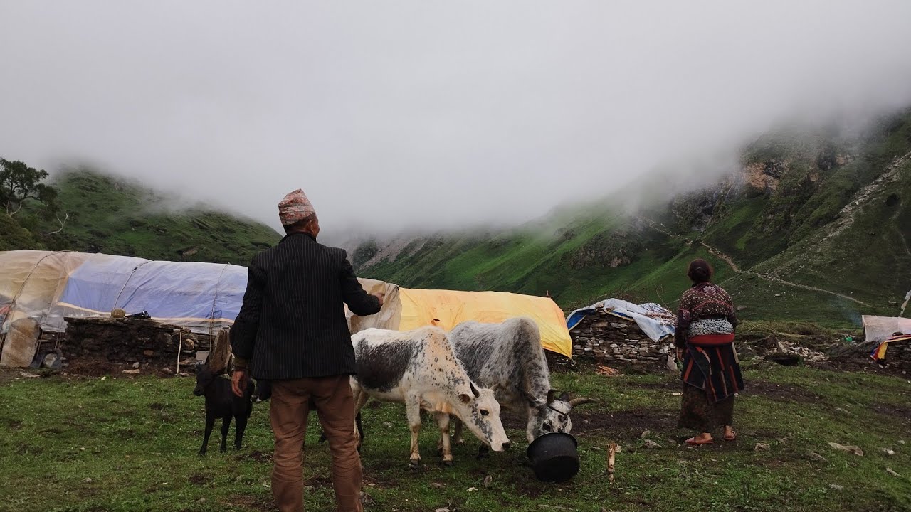 🙏Himalayan Shepherd Life The making process of gheee in The himalayan ...