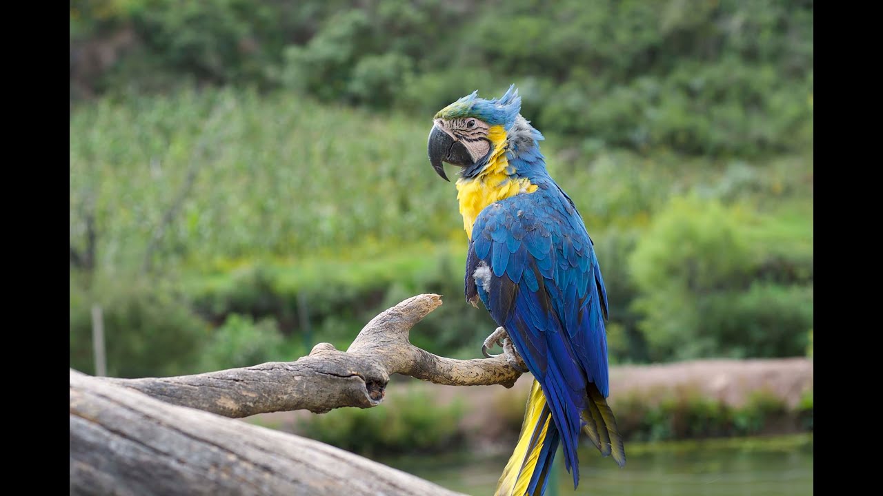 Cochahuasi Animal Rescue Sanctuary in Cuzco, Peru - PLEA TO SUPPORT THE ...