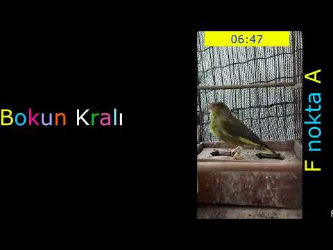 Flurya Kuşu ötümü 575 - Bokun Kralı 01