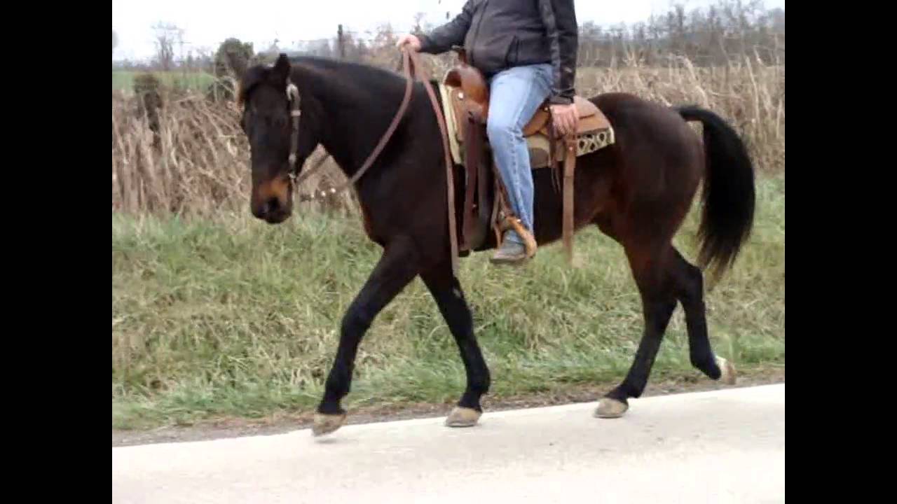 STANDARDBRED CROSS GELDING - YouTube