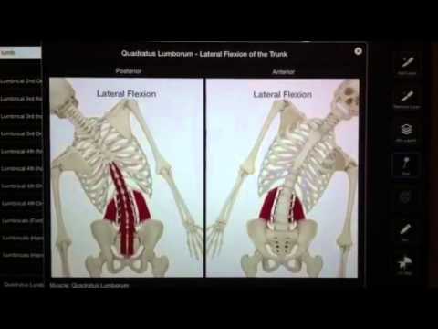 Cuadrado lumbar- flexión lateral - YouTube