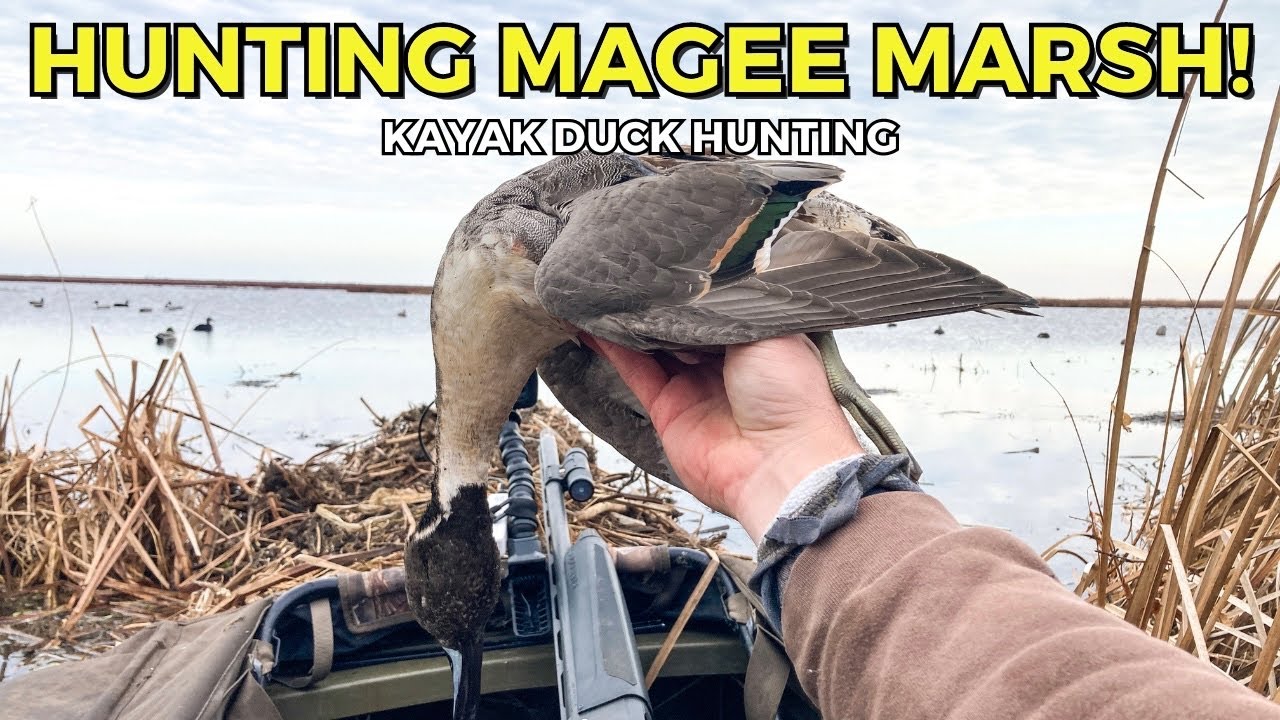 FINALLY Got a Nice PINTAIL!! | Magee Marsh Duck Hunting - YouTube