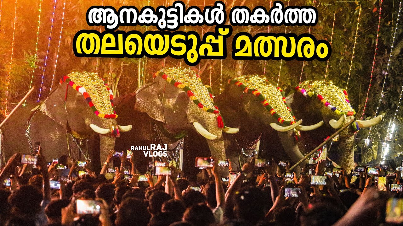 ആനകുട്ടികൾ തകർത്ത തലയെടുപ്പ് മത്സരം | കൊല്ലം വലിയവിള മാടൻനട തലയെടുപ്പ് ...