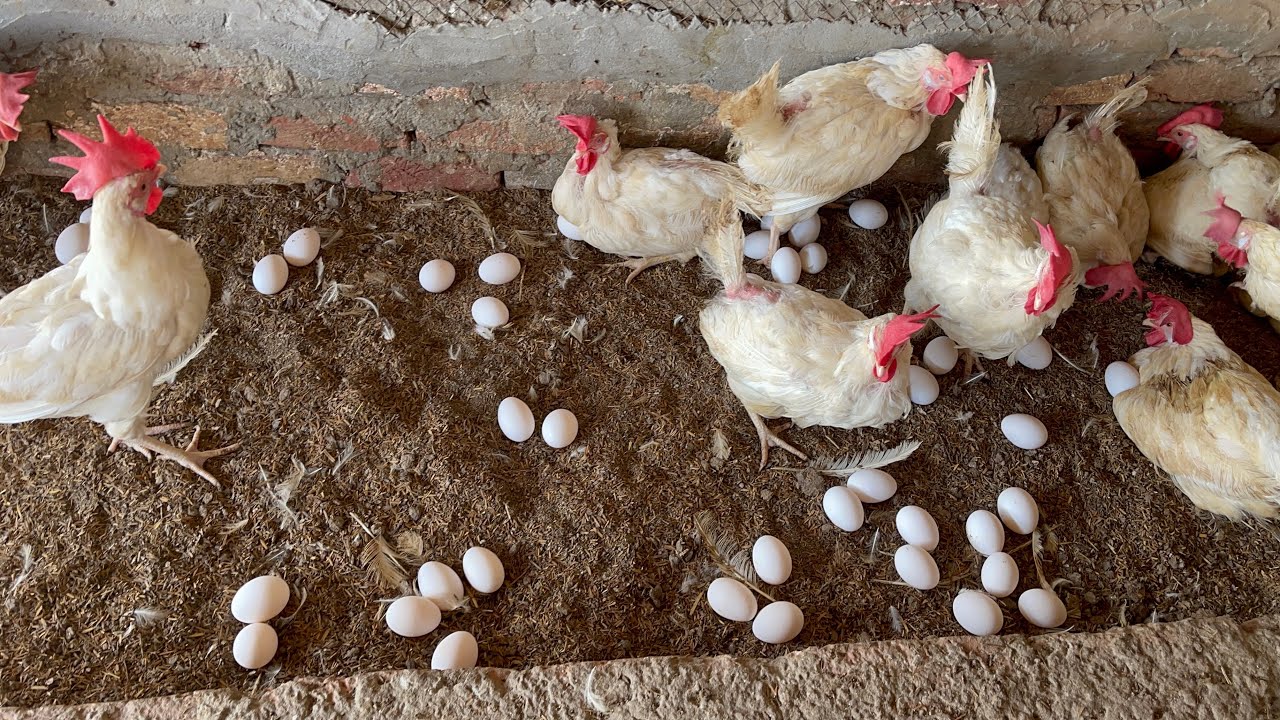 Hen Farming | Hen Farming Business | Hen Farm | Part 114 - YouTube