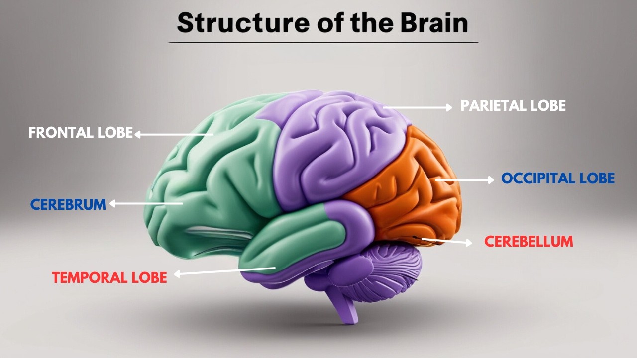 Want to Master the Structure of the Brain? Watch This Now - YouTube