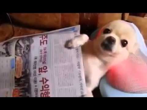 neşeli köpeğin masaj keyfi