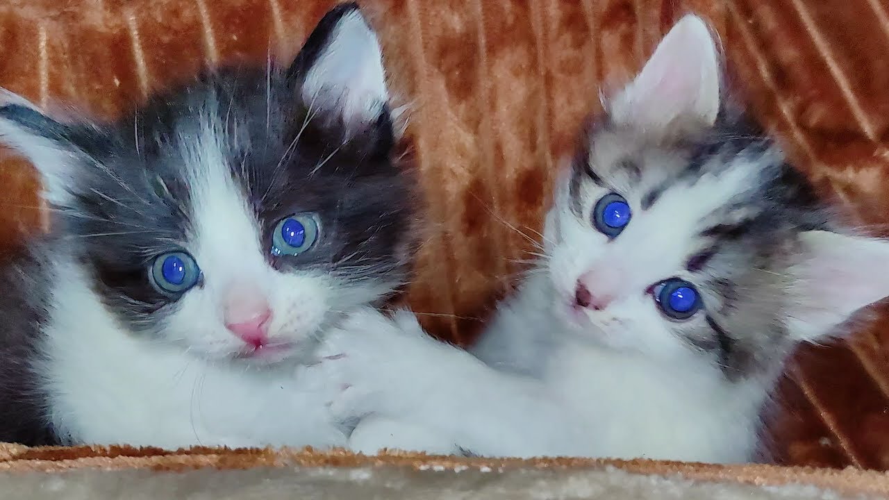 Kitten, come to me, let's play. Cheerful kittens. - YouTube