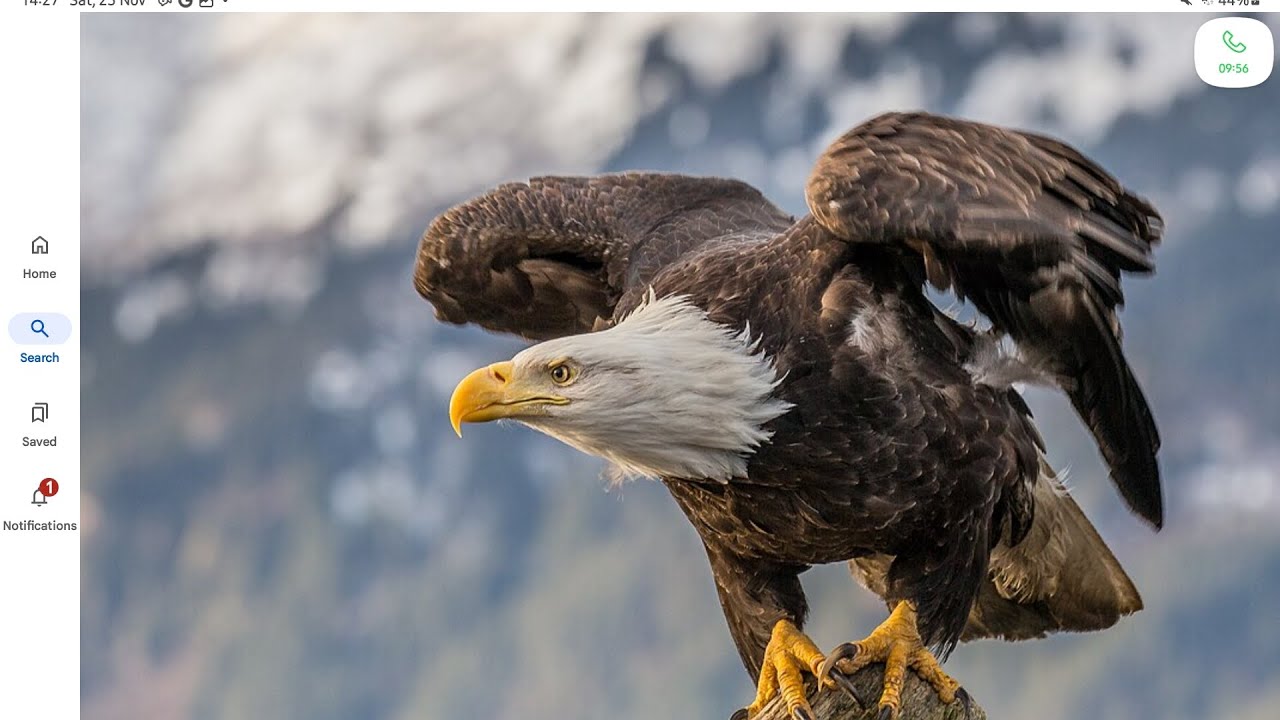 hi viewers this is me foxee - YouTube