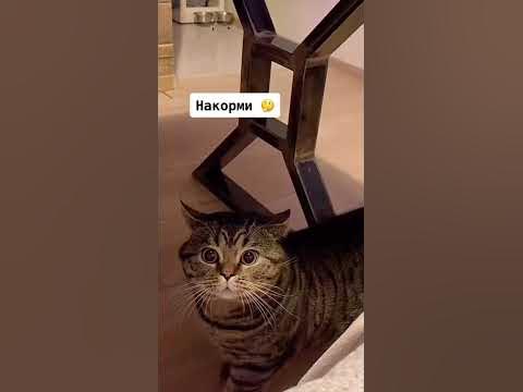 Кот говорит накорми - YouTube