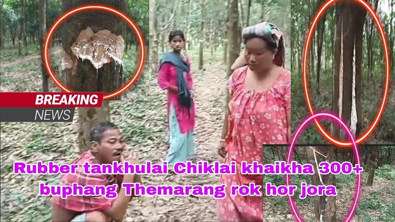 Tankhulai Chiklai khika Tiprasa ni Rubber buphang 300 ni Sai Kwbang Hor ...