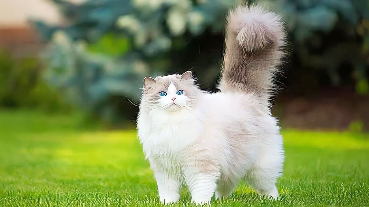 KUCING PERSIA || CIRI-CIRI KUCING PERSIA, YANG PERLU DIKETAHUI PECINTA ...