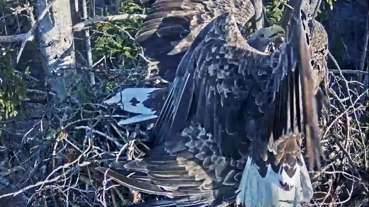 Ķemeru national parks~Arrival Akacis & Rasene Matiing~9:20 am 2024/03 ...