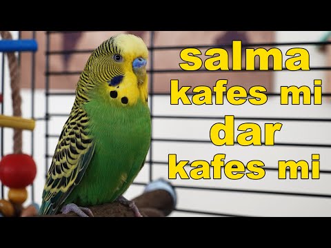 Kuşlar İçin Salma Kafes mi Yoksa Dar Kafes mi Sağlıklı