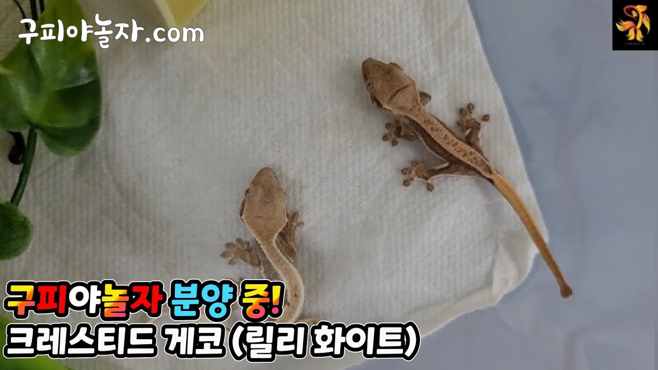 크레스티드 게코 ㅡ 릴리화이트 ~~ Youtube