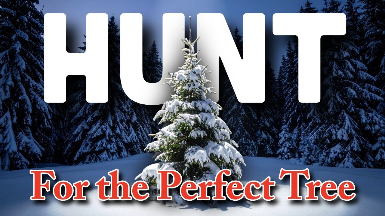 Cutting Down the Perfect Christmas Tree: A Family Holiday Tradition ...