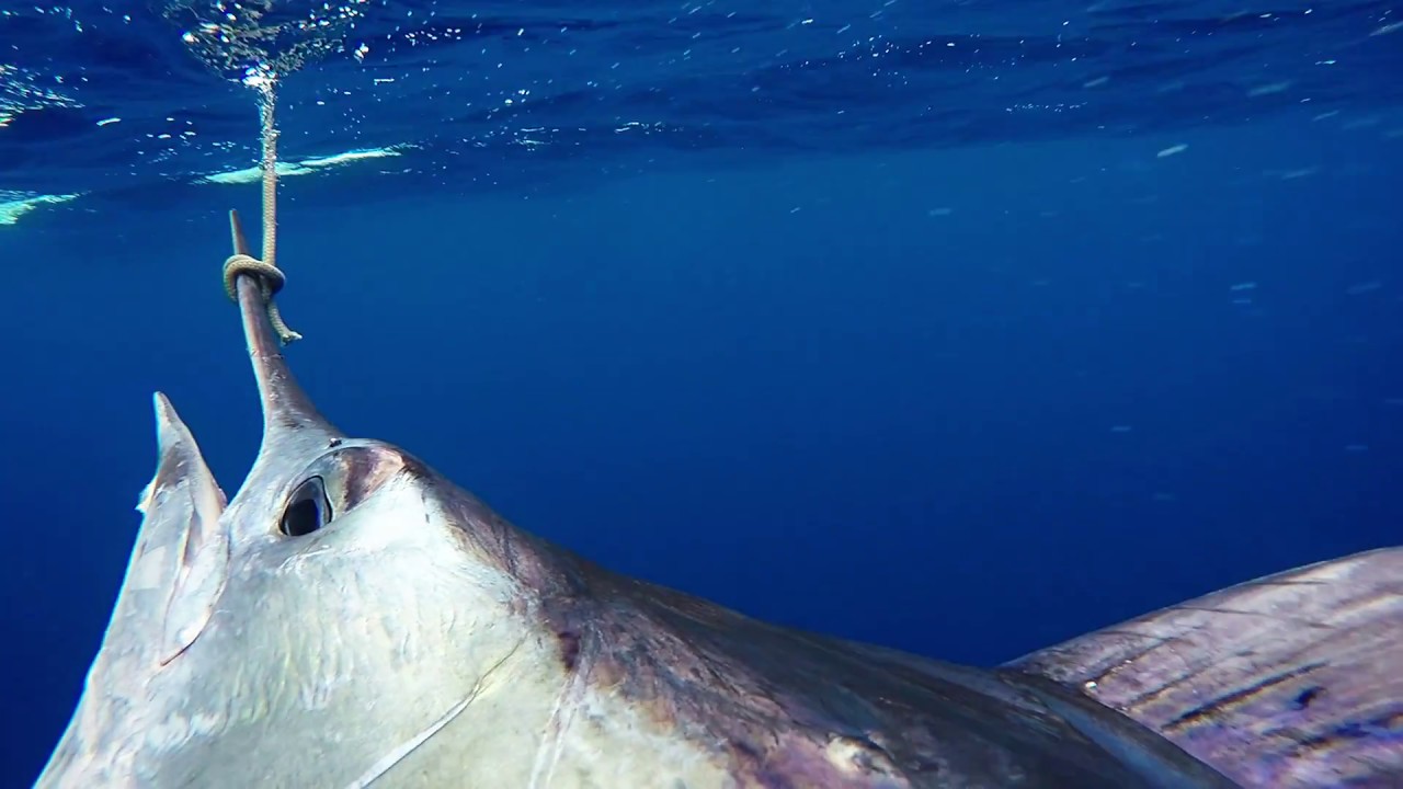 Tag and release striped Marlin. - YouTube