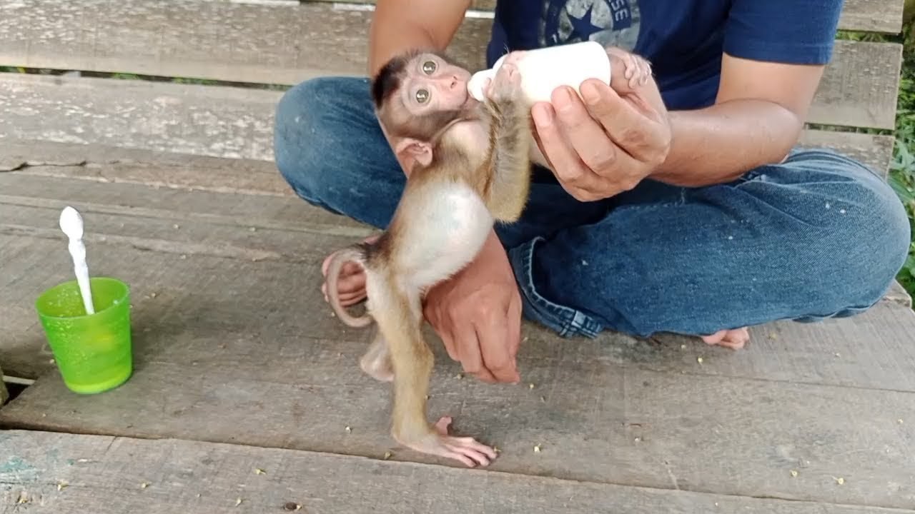 baby monkey Mobi has started imitating everything that monkey Mino is ...