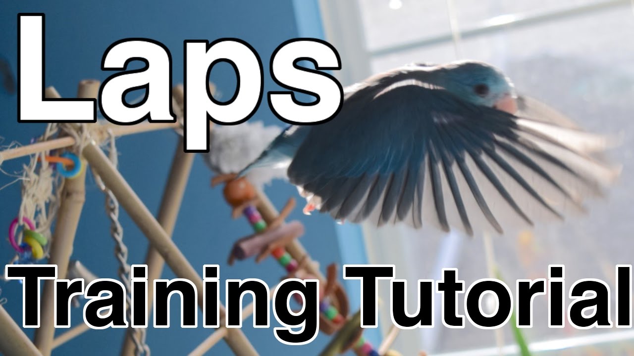 Laps | Training Tutorial - YouTube