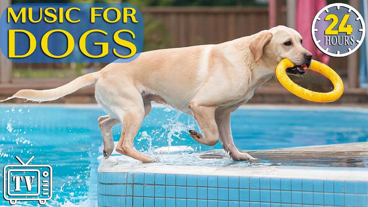 Dog Music & Dog TV: Cure Separation Anxiety with Dog Music & Dog ...