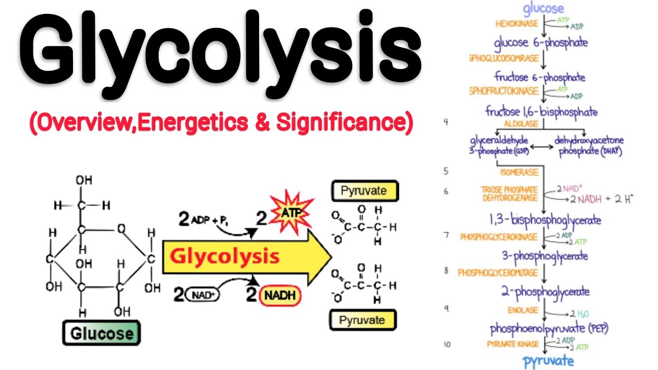 Glycolysis : Overview, Energetics & Significances - YouTube
