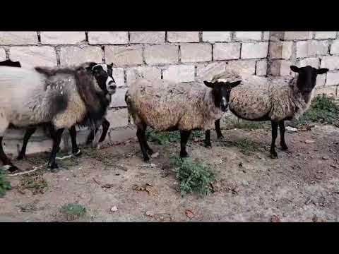 Boğaz Romanov Qoyunları Satilir 051_070(888-82-81) #romanov #qoyun #quzu