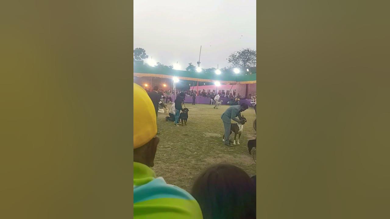All Breeds Dog Show In Kolkata sportsmyjaan Allbreedsdogshow all-breeds-dog-show-in-kolkata-sportsmyjaan-allbreedsdogshow